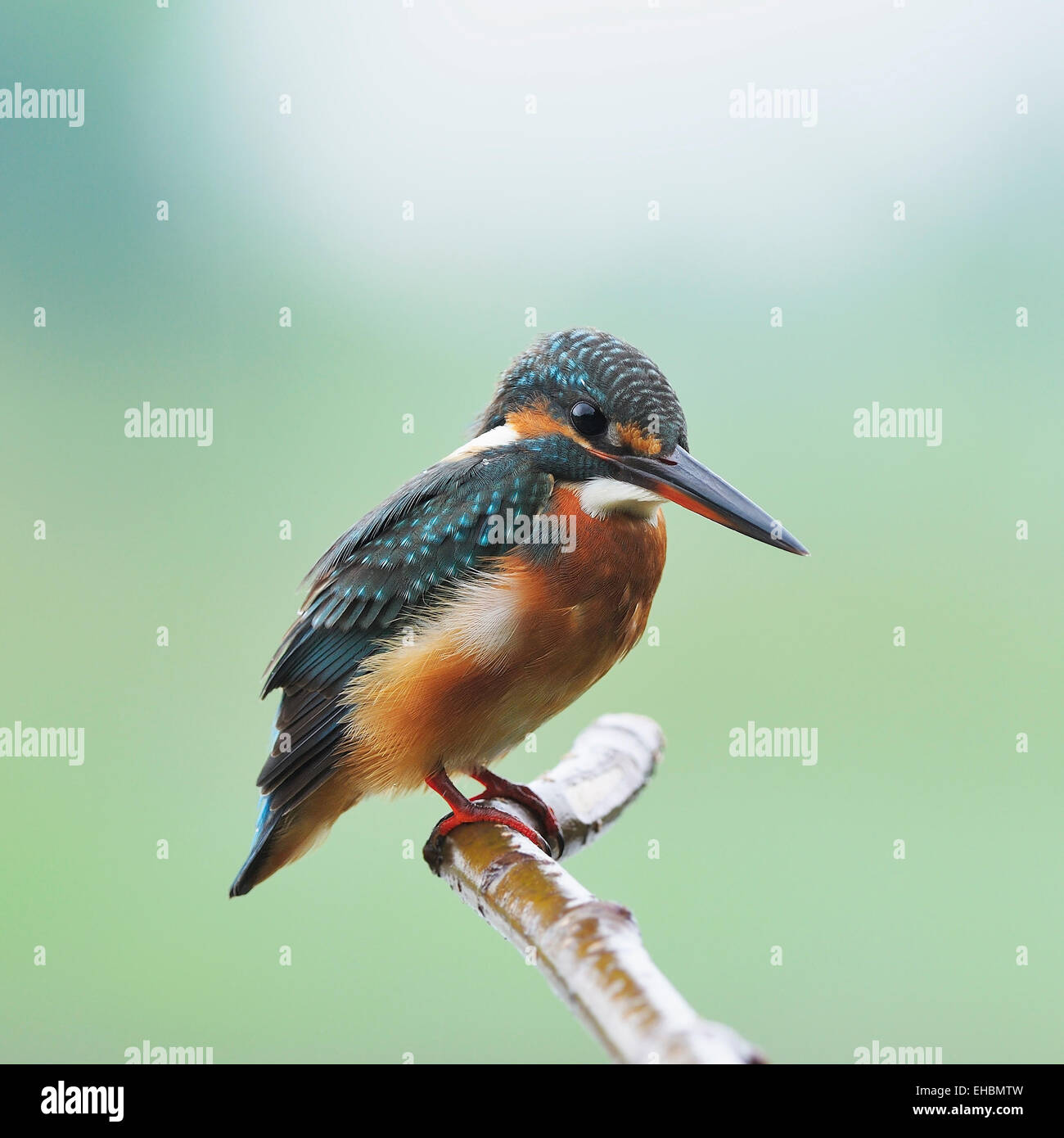 Colorful Kingfisher bird, female Common Kingfisher (Alcedo athis ...