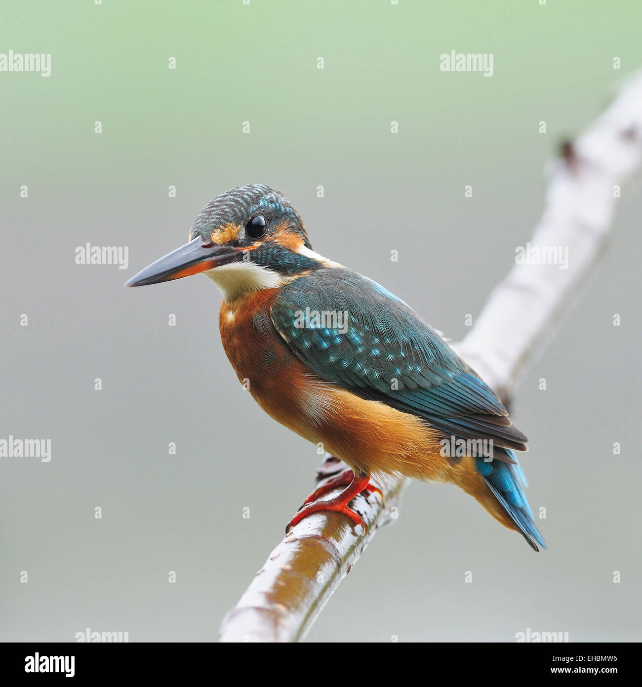 Colorful Kingfisher bird, female Common Kingfisher (Alcedo athis ...