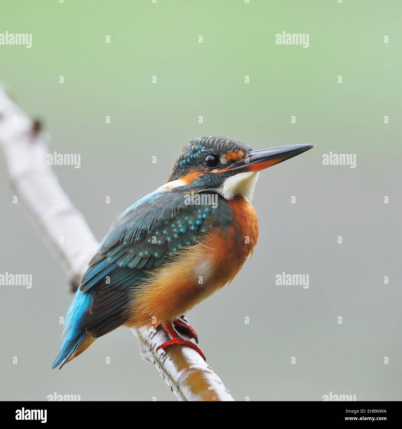 Colorful Kingfisher bird, female Common Kingfisher (Alcedo athis ...