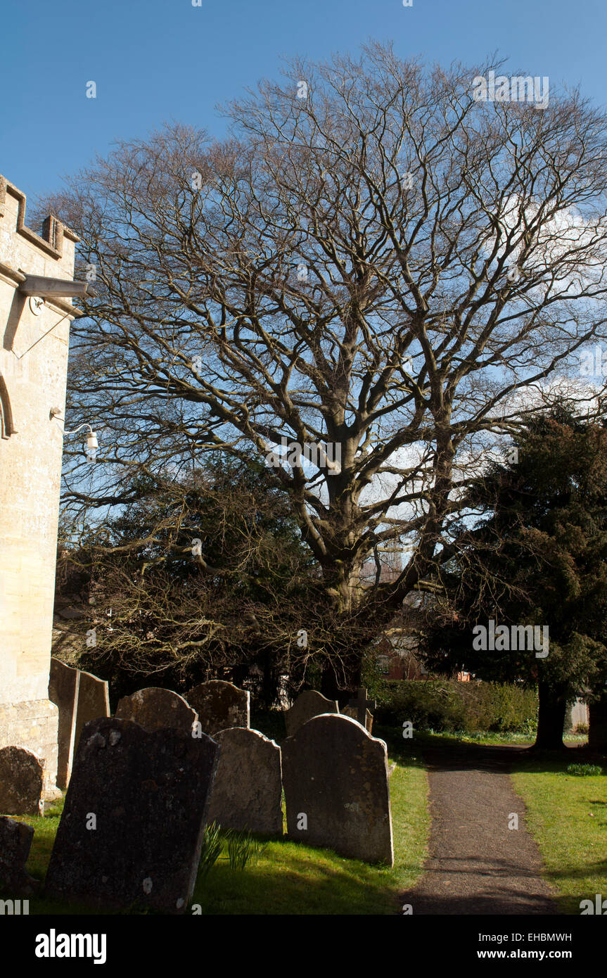 Large Beech tree in St. Barbara`s churchyard, Ashton under Hill ...