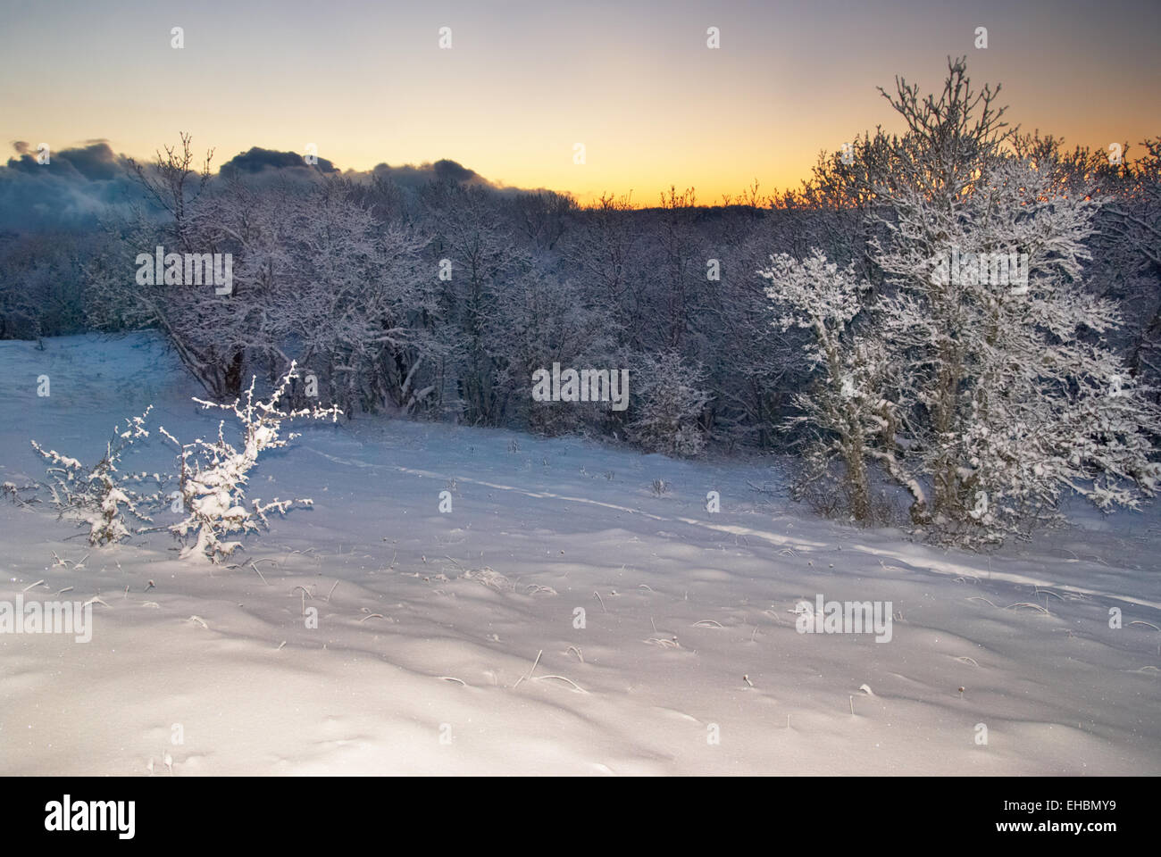 Winter icy forest Stock Photo - Alamy