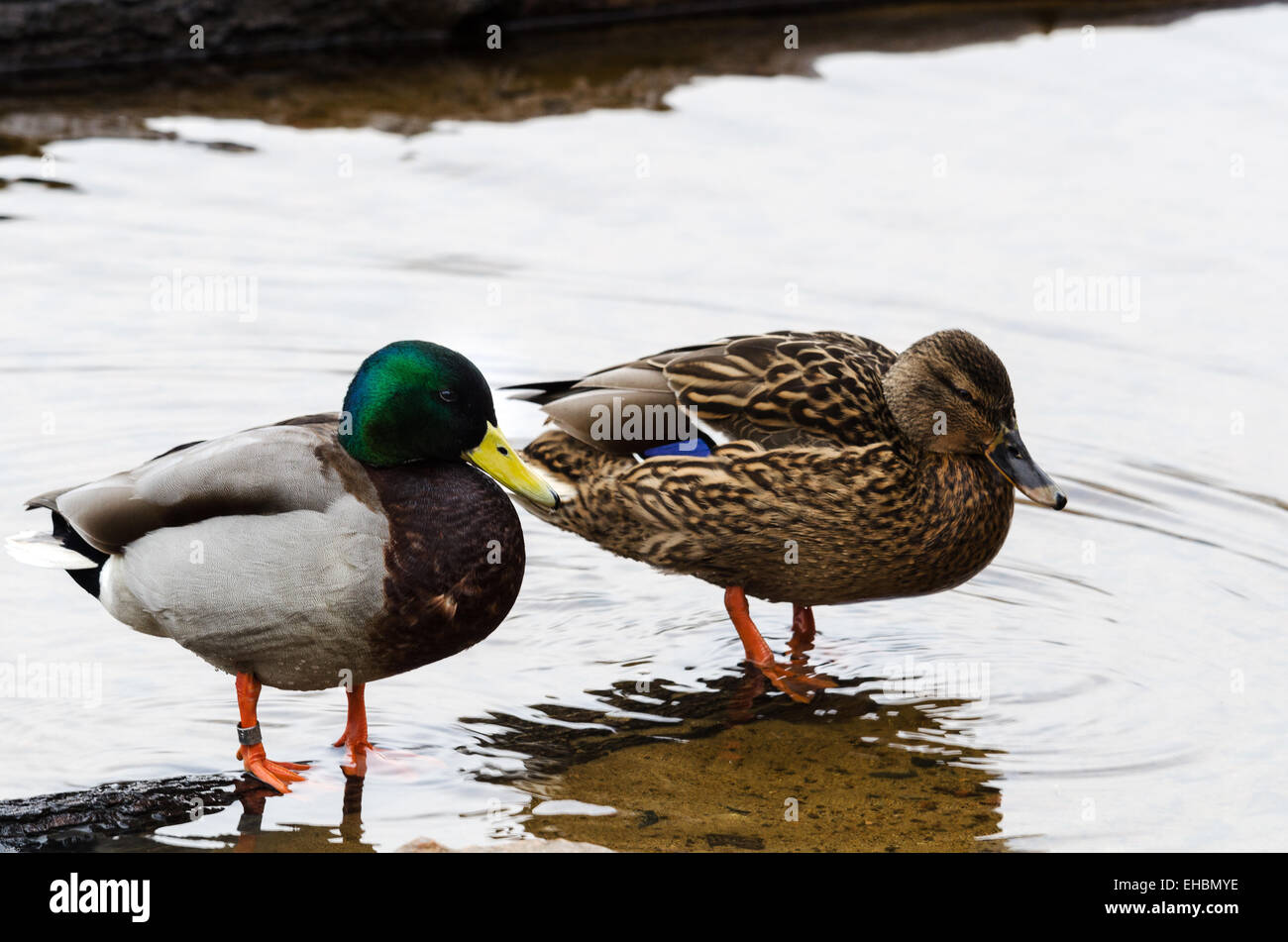 Two male and one female mallards hi-res stock photography and images ...