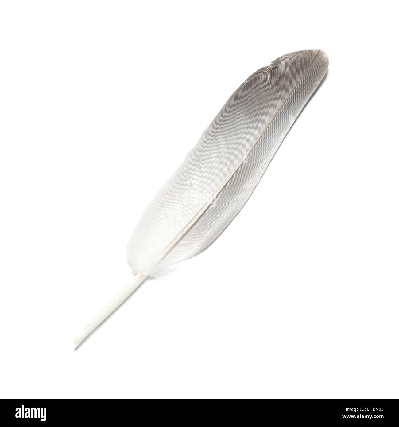 Bird's feather isolated on the white background Stock Photo - Alamy