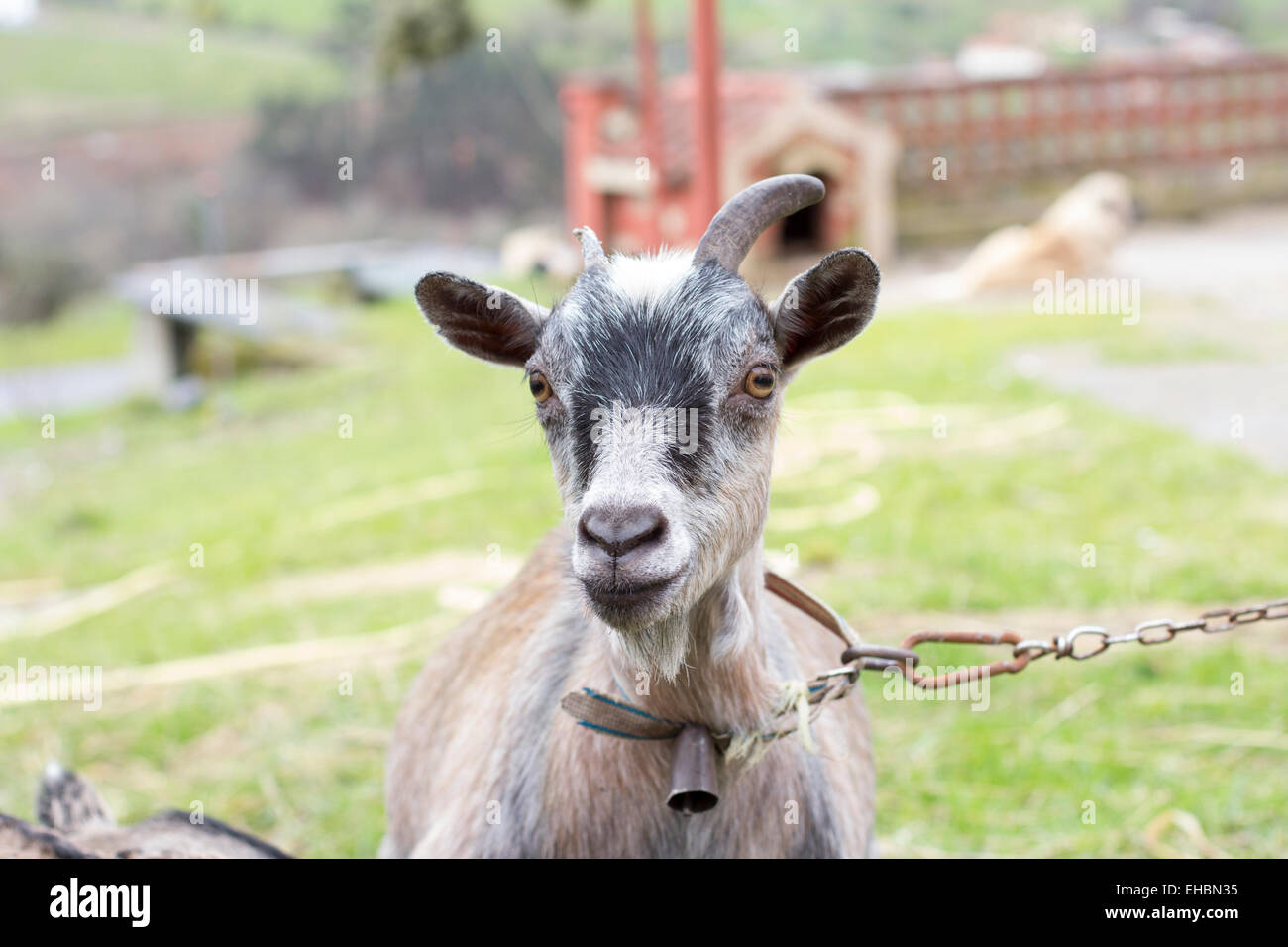 Portrait of a goat Stock Photo - Alamy
