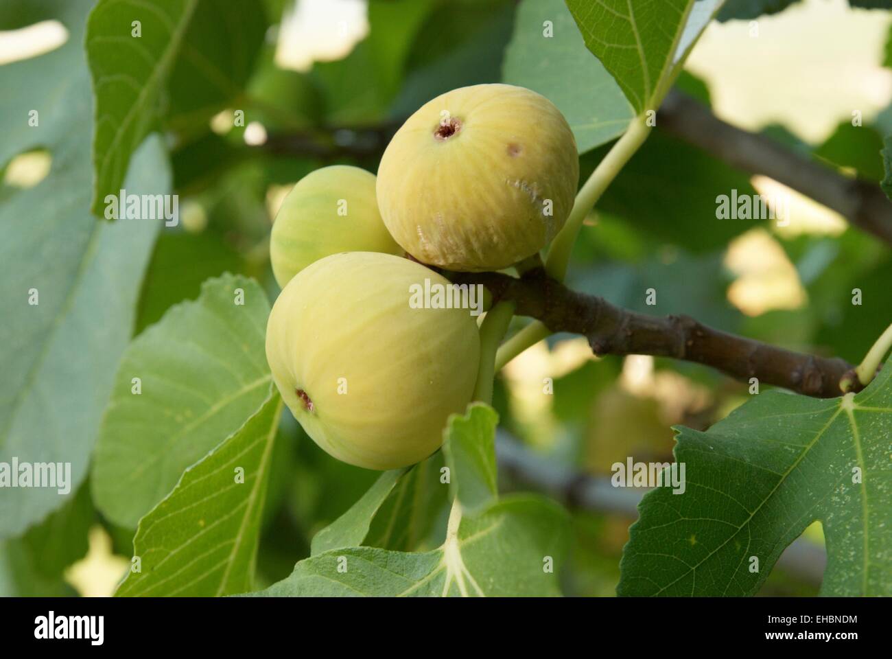 Fig tree with green leaves and soft background Stock Photo - Alamy