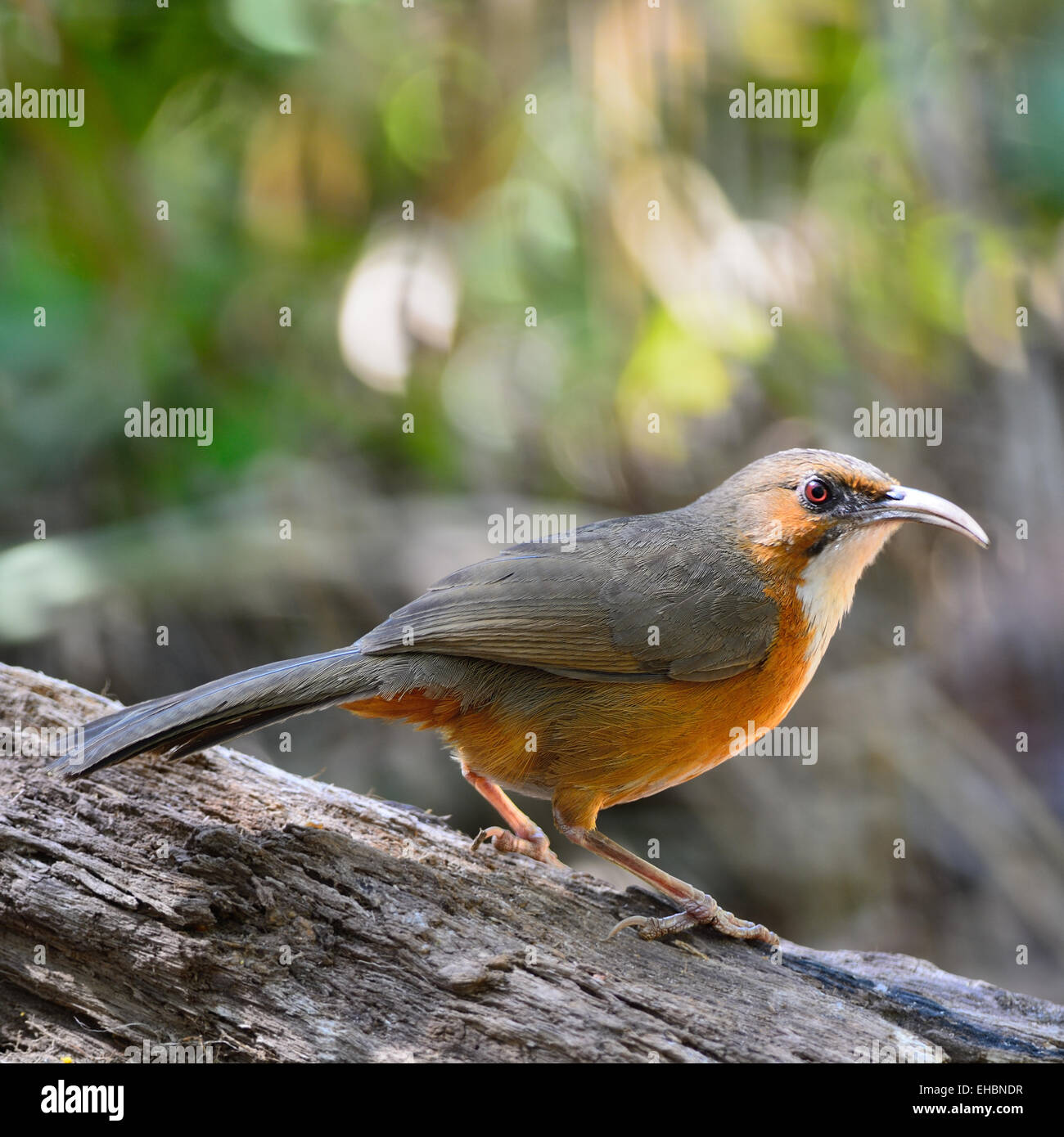 Brown bird, Rusty-cheeked Scimitar-babbler (Pomatorhinus erythrogenys ...