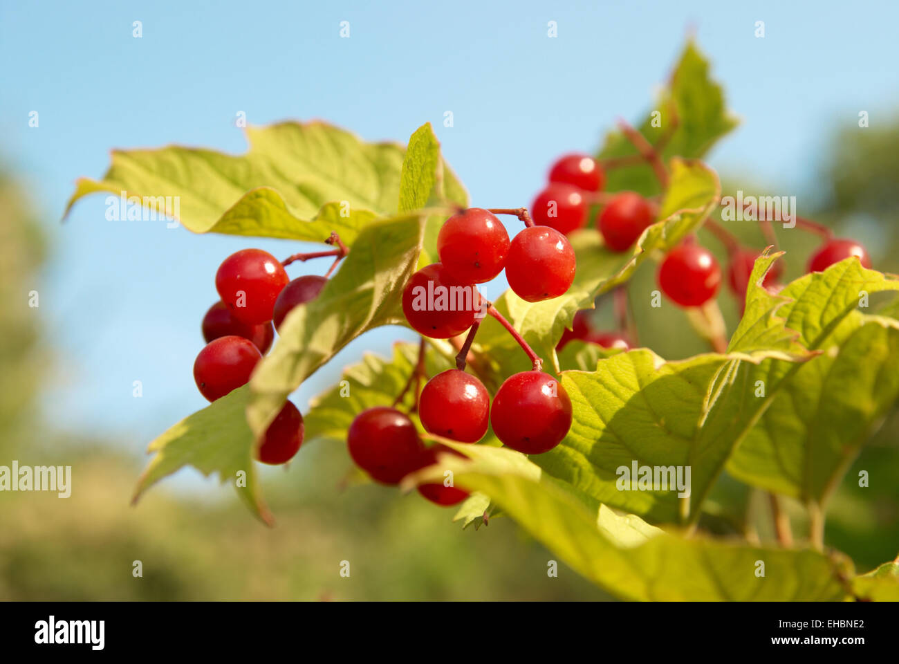 Bunches of red snowball tree berryes (Viburnum opulus Stock Photo - Alamy