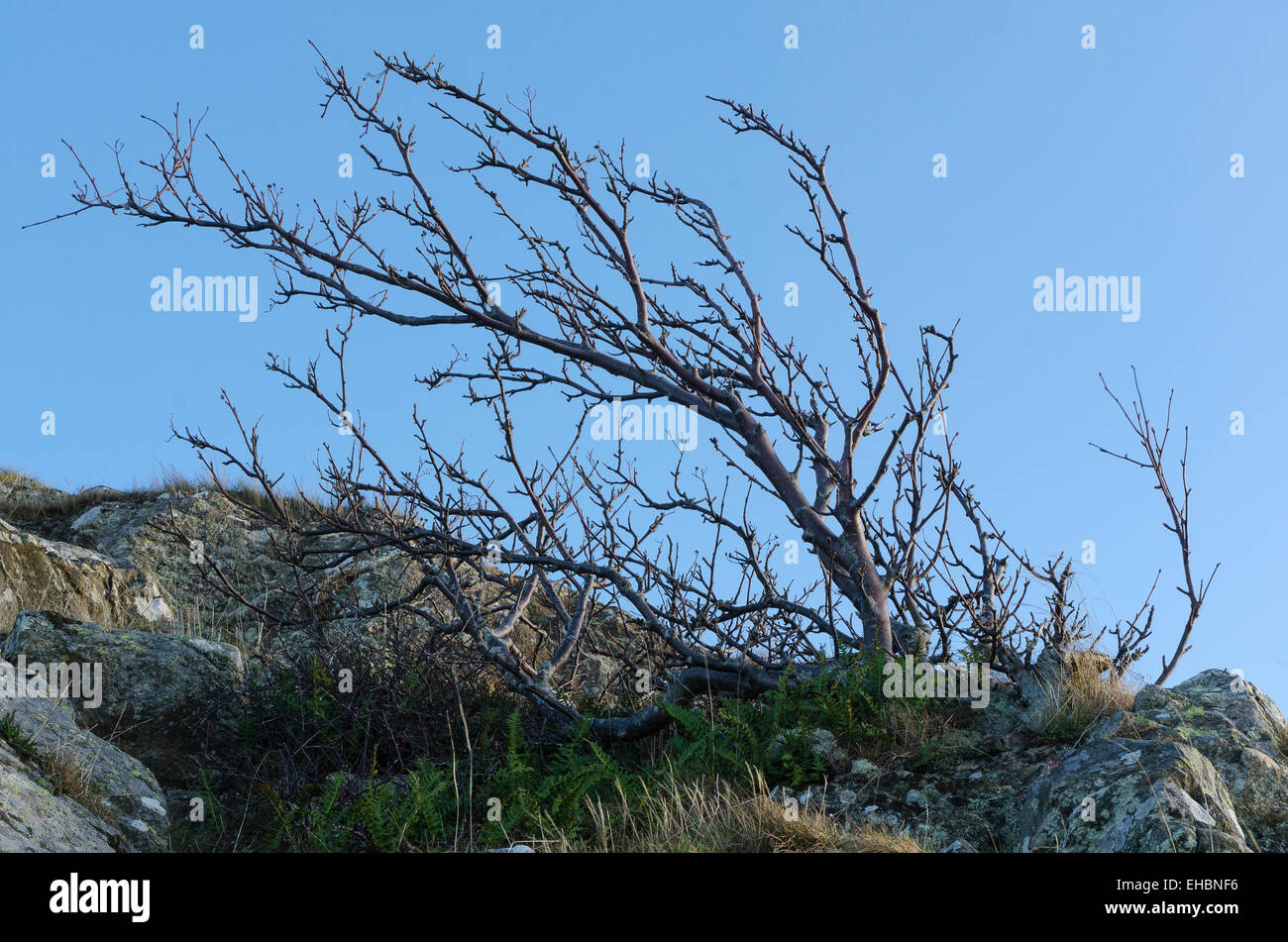 Wind swept trees hi-res stock photography and images - Alamy