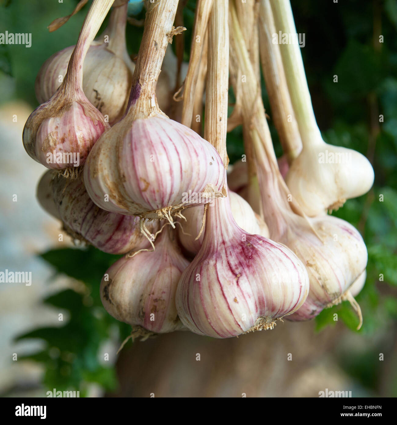 Bunch of garlics with soft focused background Stock Photo - Alamy