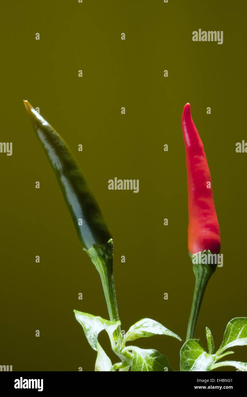 Trottolini hi-res stock photography and images - Alamy