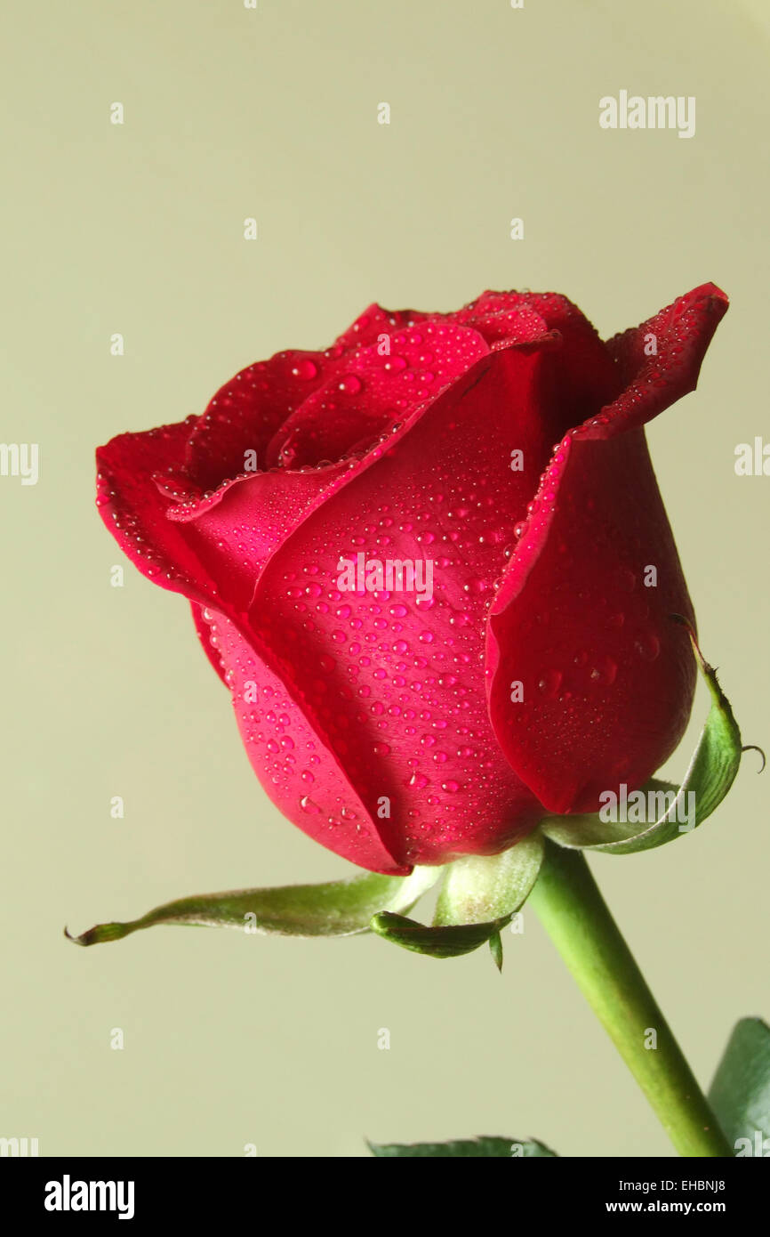 Zuchtrose High Resolution Stock Photography and Images - Alamy