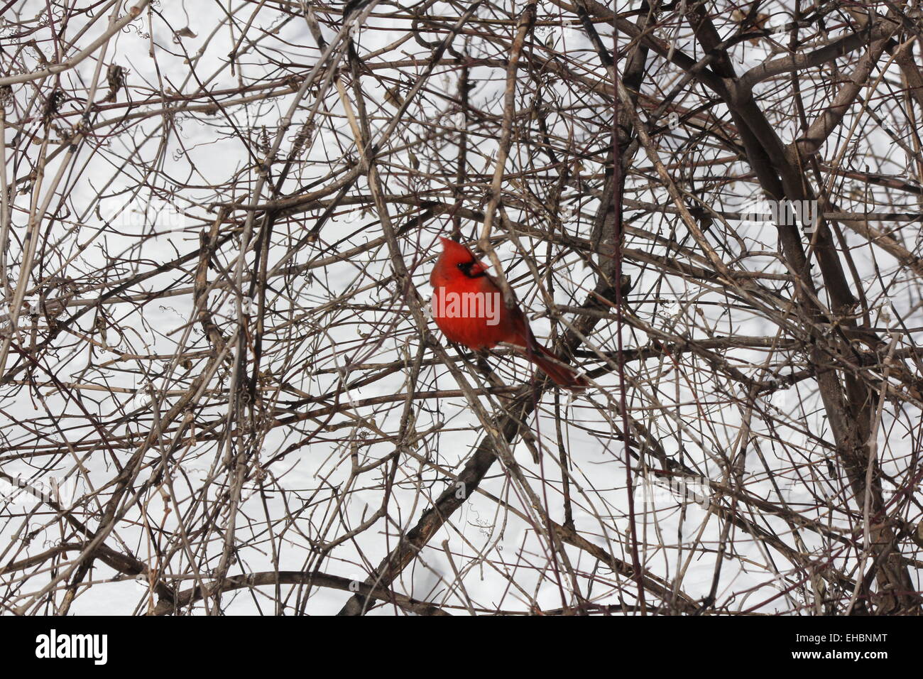 Male Northern Cardinal (Cardinalis cardinalis) on a branch of a small ...