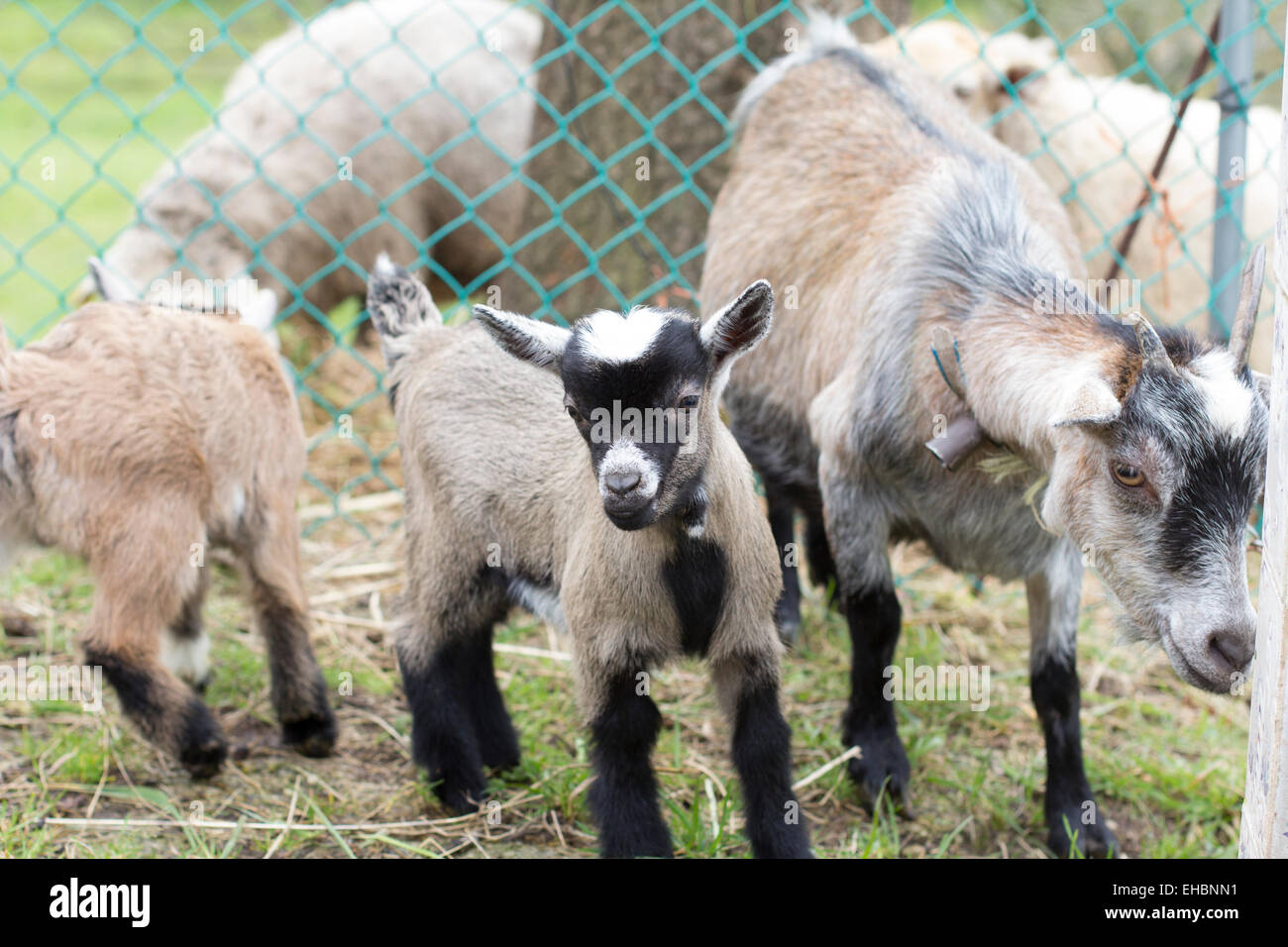 Goats family hi-res stock photography and images - Alamy
