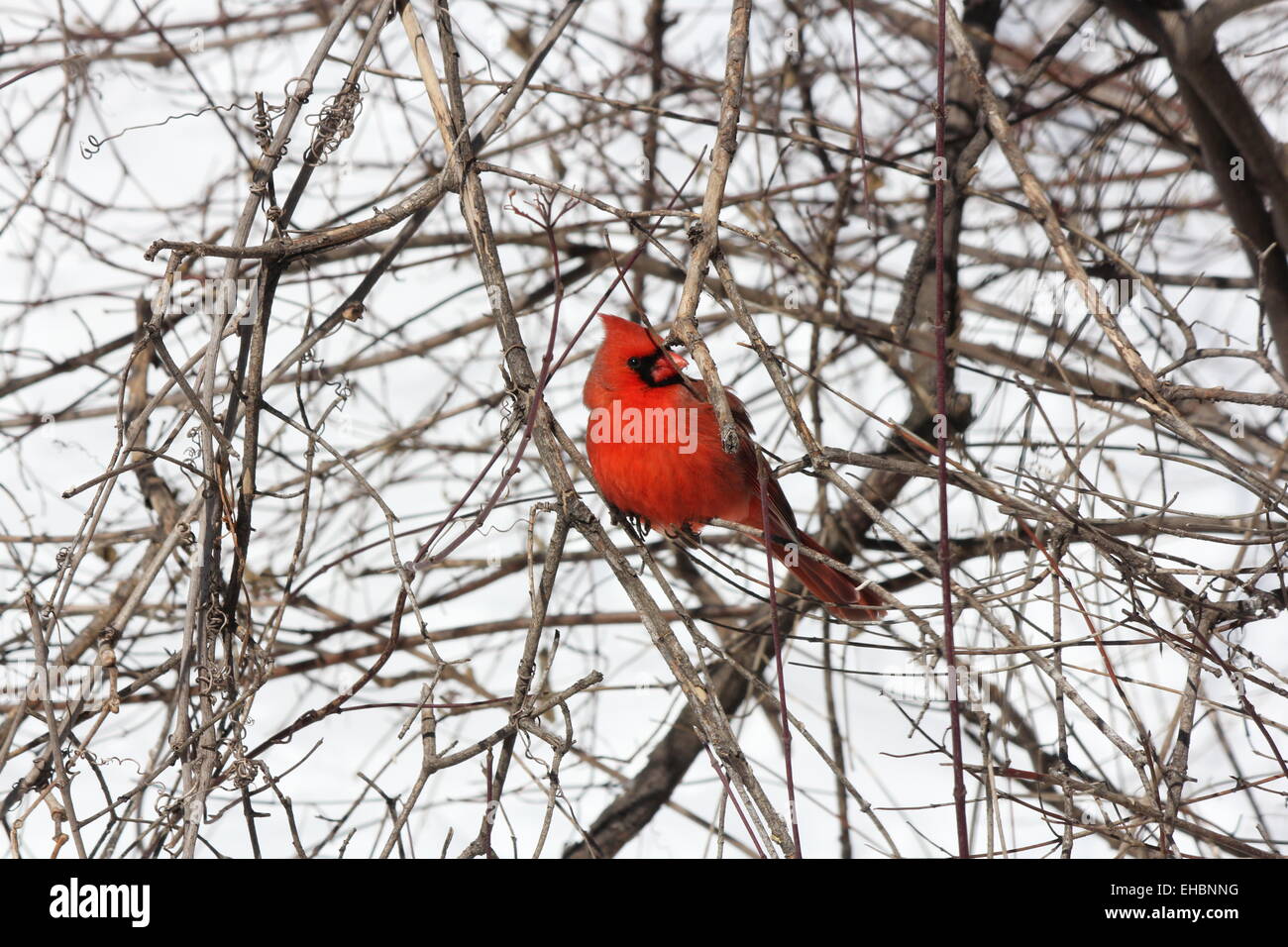Male Northern Cardinal (Cardinalis cardinalis) on a branch of a small ...