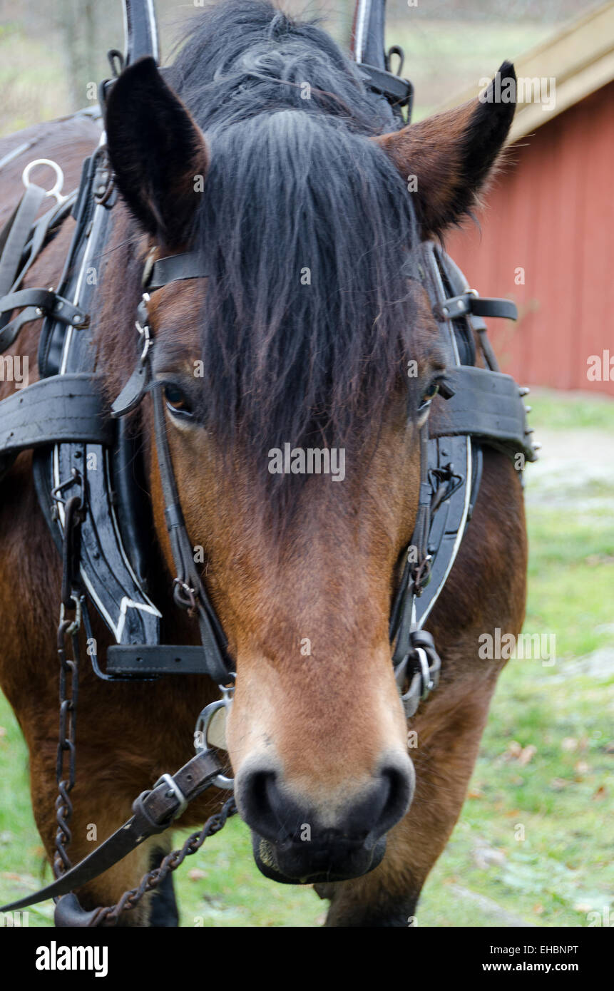 A big horse he likes to work Stock Photo - Alamy
