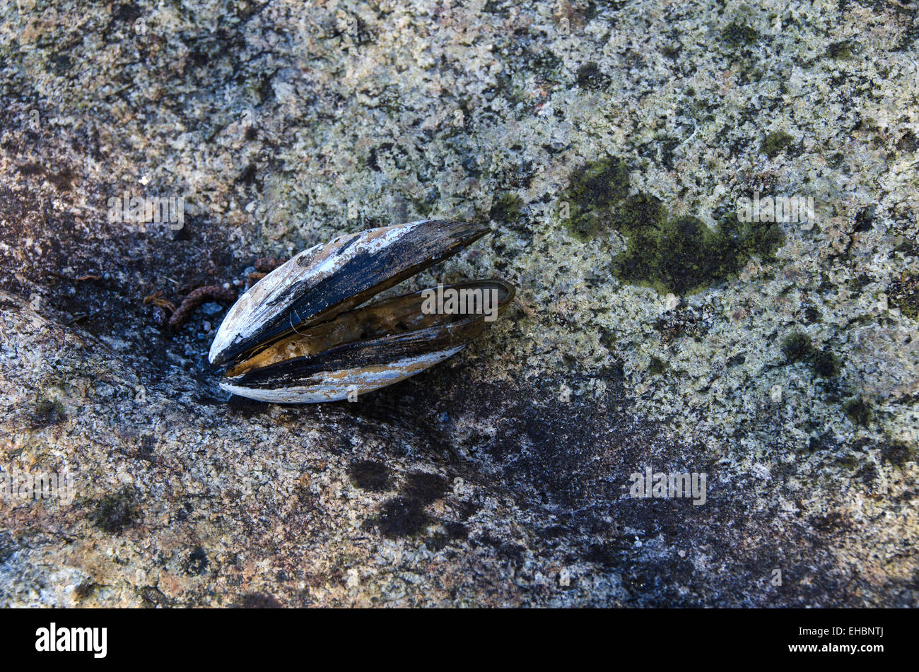 Mussel shell texture hi-res stock photography and images - Alamy