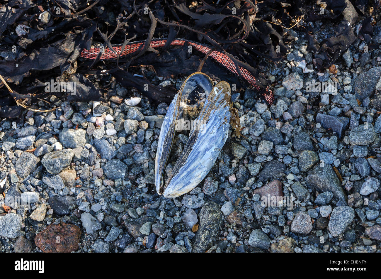 Inside mussel shell hi-res stock photography and images - Alamy