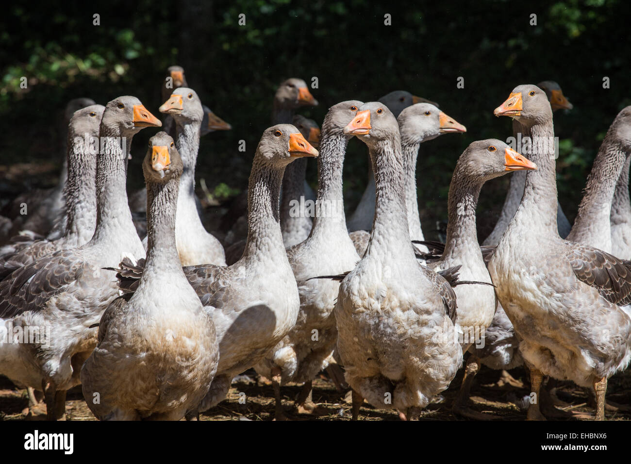 Geese for goose liver pate on farm, Dordogne, Aquitaine, France, Europe ...