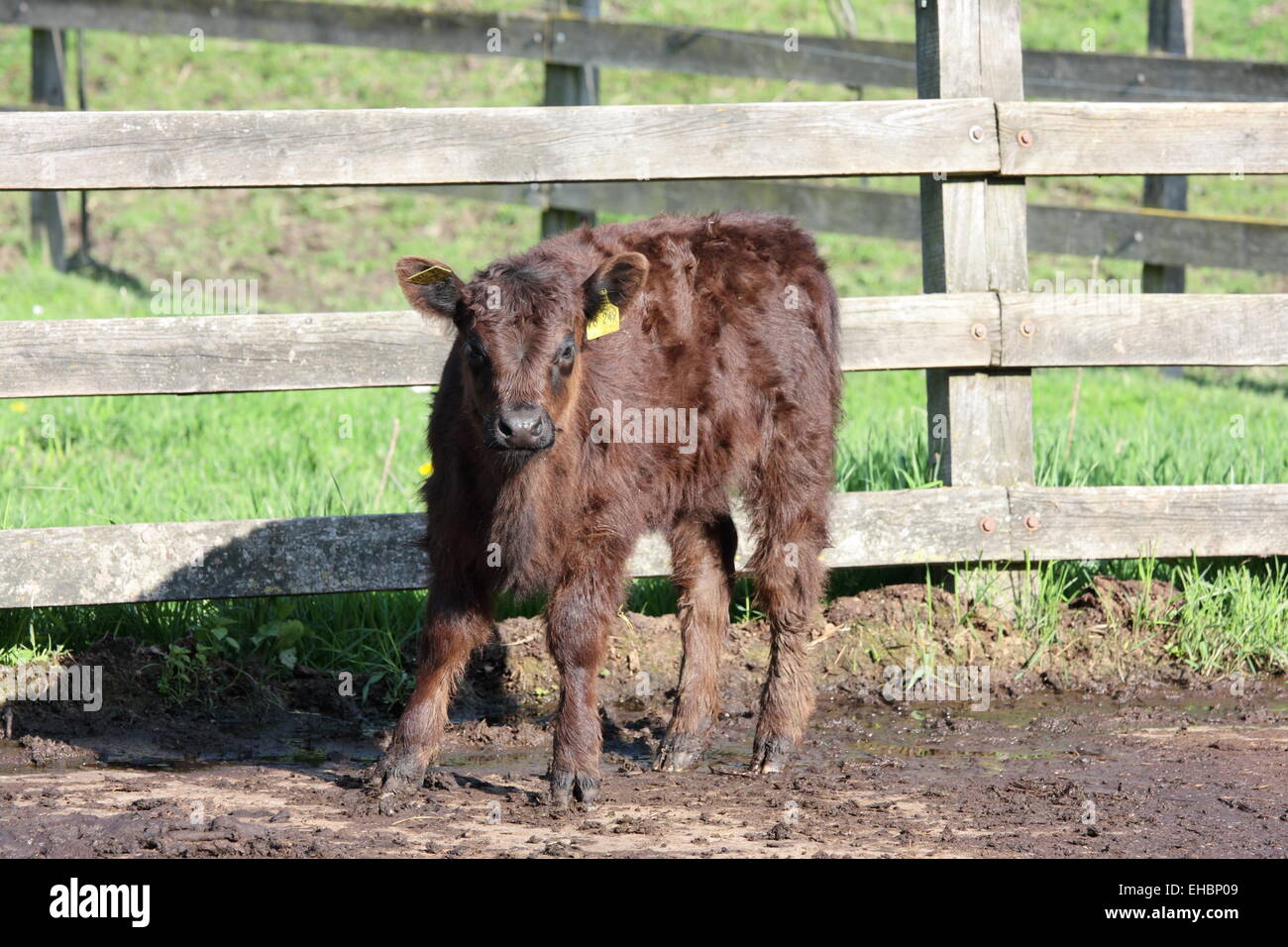 a young cow Stock Photo - Alamy
