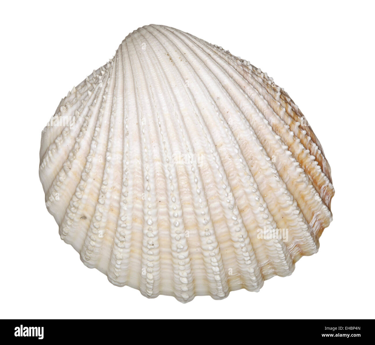 Spiny Cockle - Acanthocardia aculeata Stock Photo - Alamy
