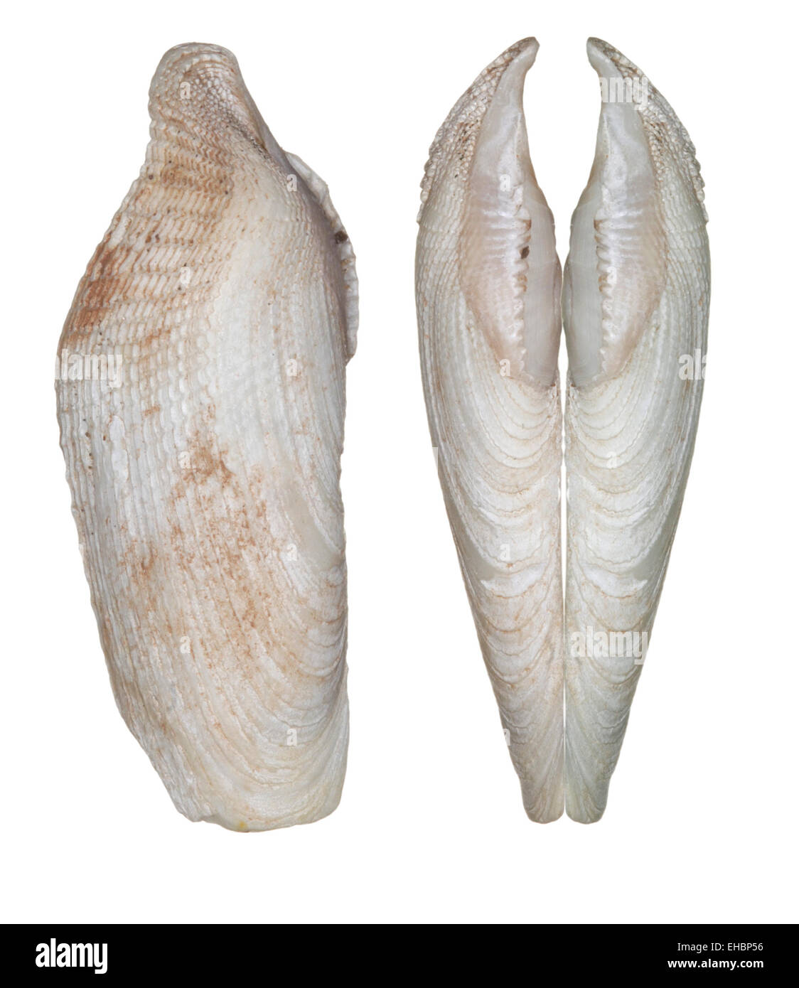 Piddock shell hi-res stock photography and images - Alamy