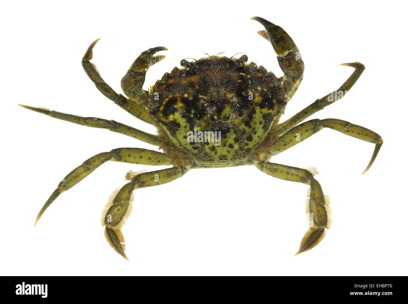 Green Shore Crab - Carcinus maenas Stock Photo - Alamy