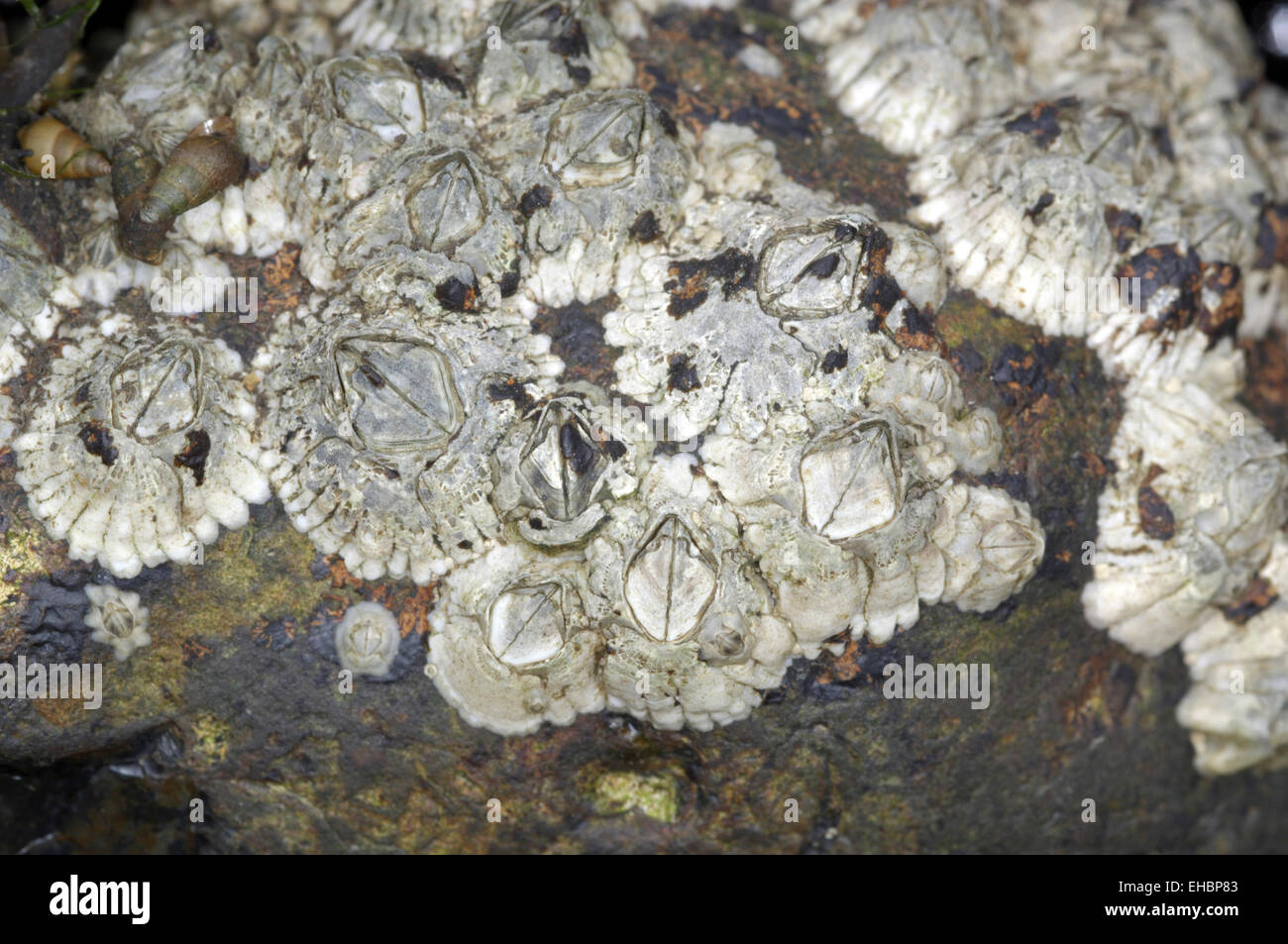 Elminius hi-res stock photography and images - Alamy