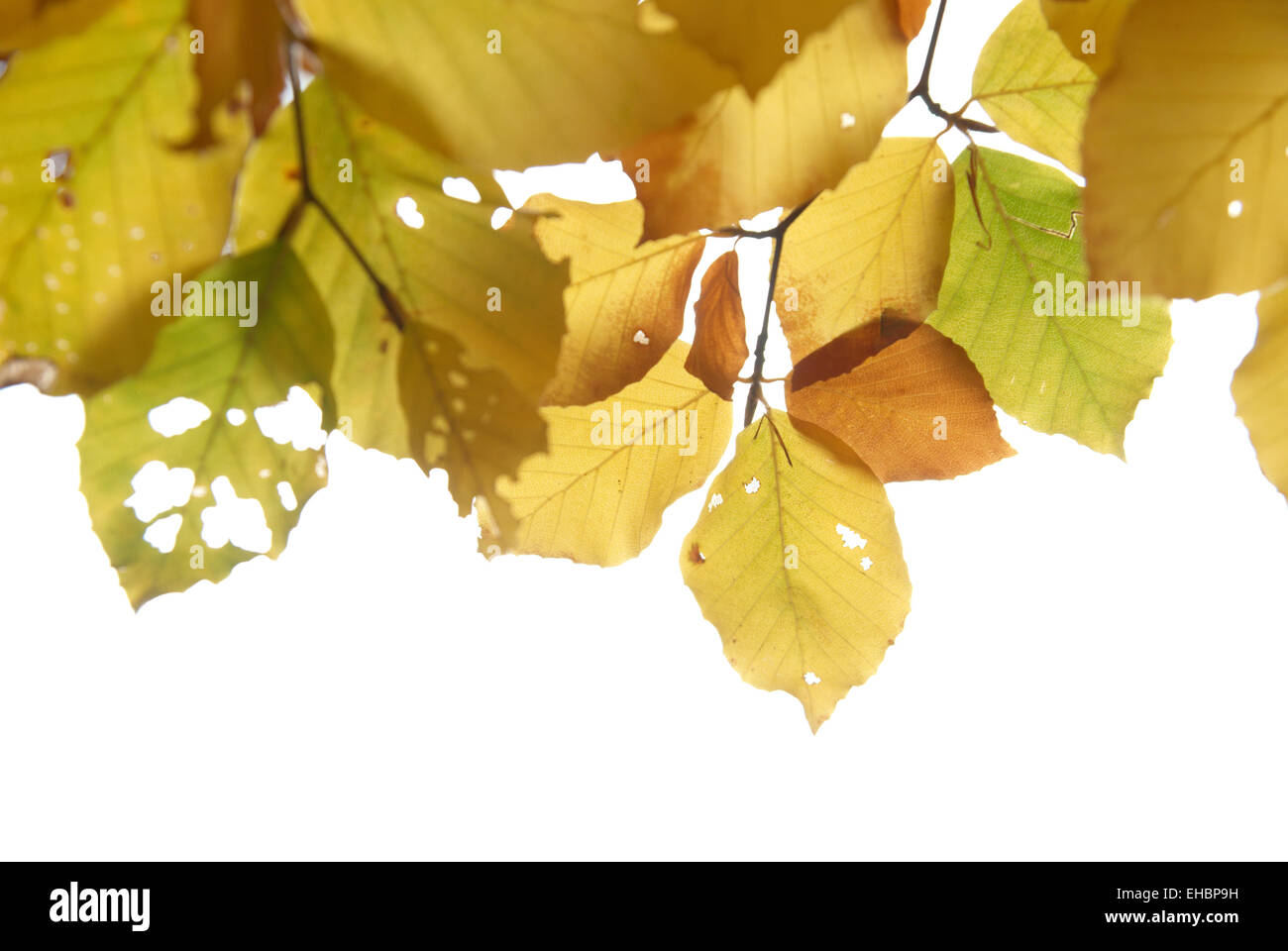 Autumn leaves isolated on the white background Stock Photo - Alamy