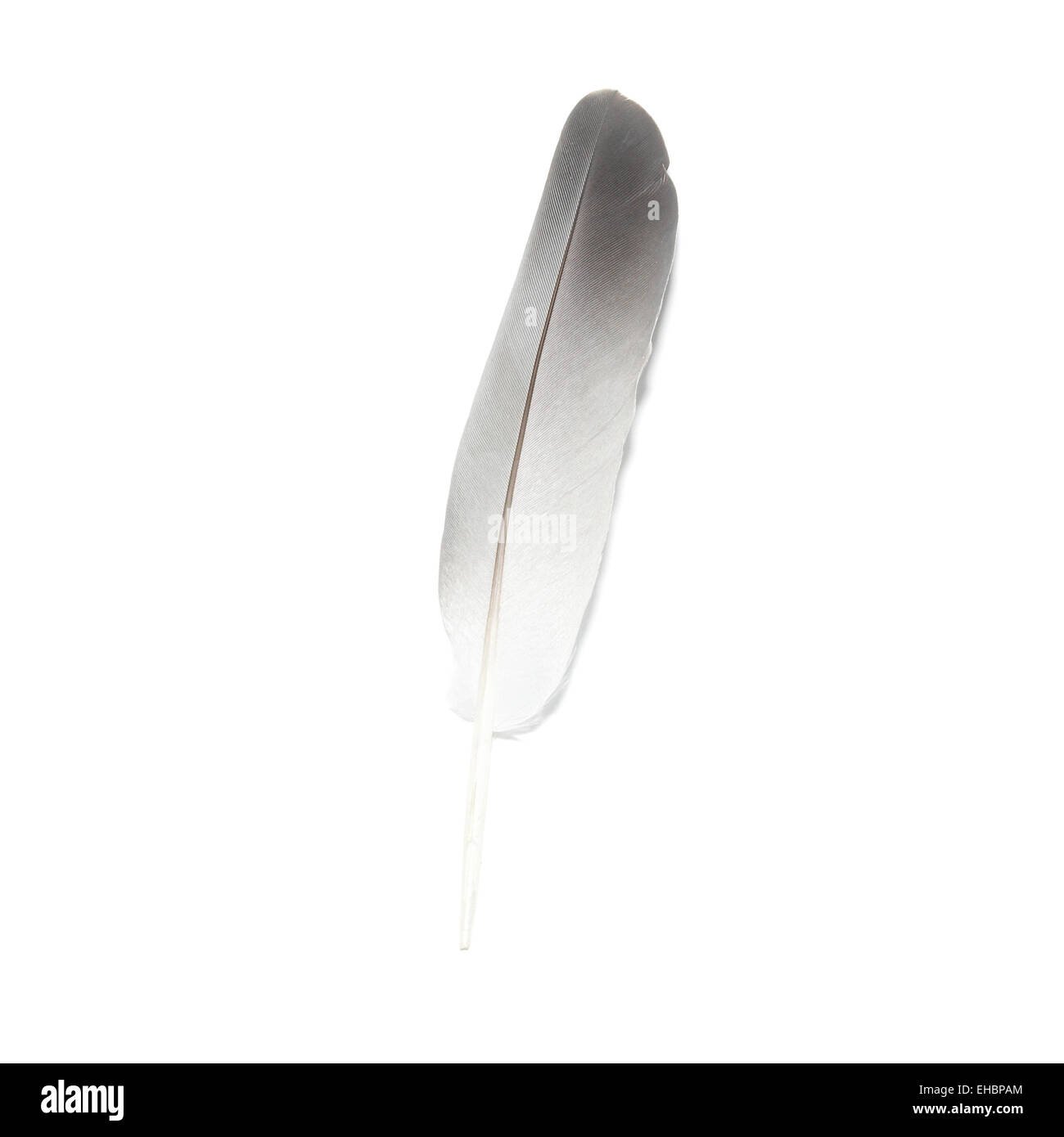 Bird's feather isolated on the white background Stock Photo - Alamy