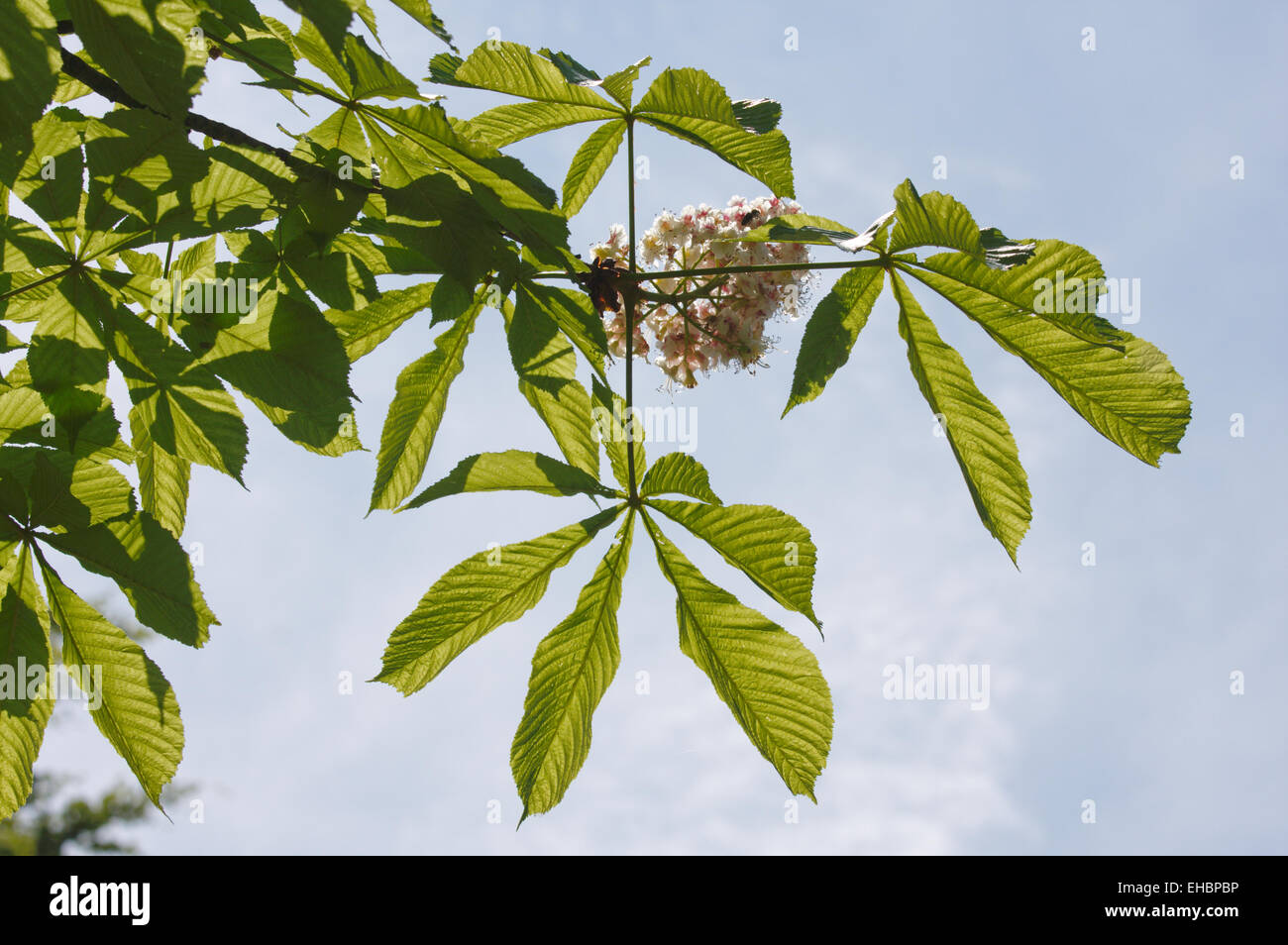 Chestnut tree bloom hi-res stock photography and images - Alamy
