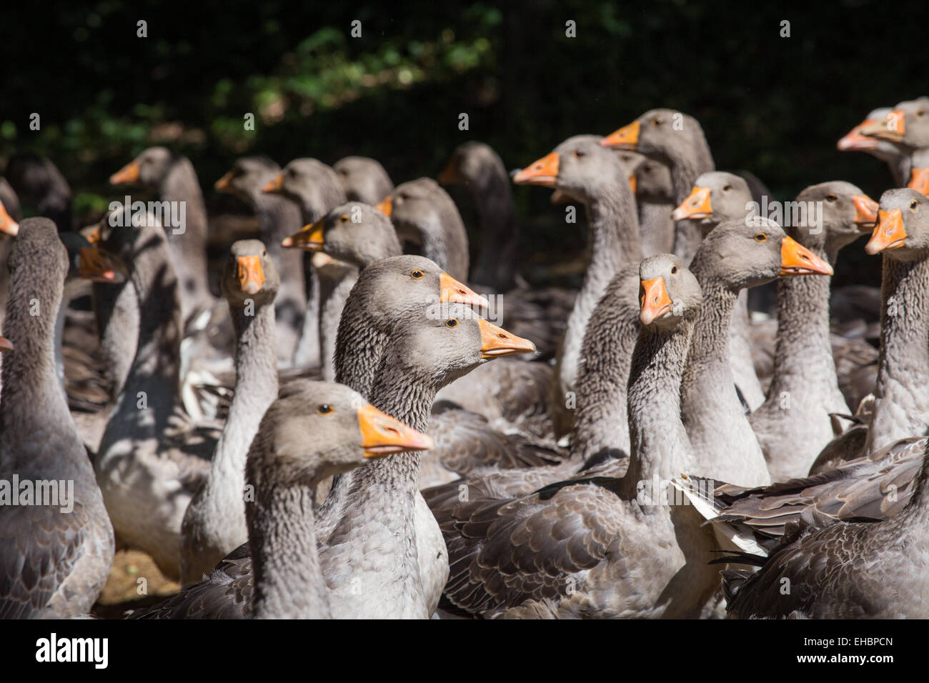 Geese for goose liver pate on farm, Dordogne, Aquitaine, France, Europe ...