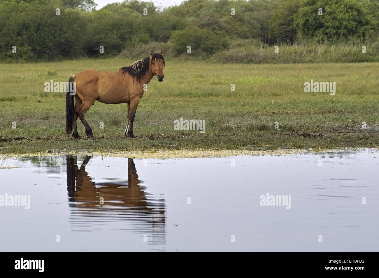 Henson horse hi-res stock photography and images - Alamy