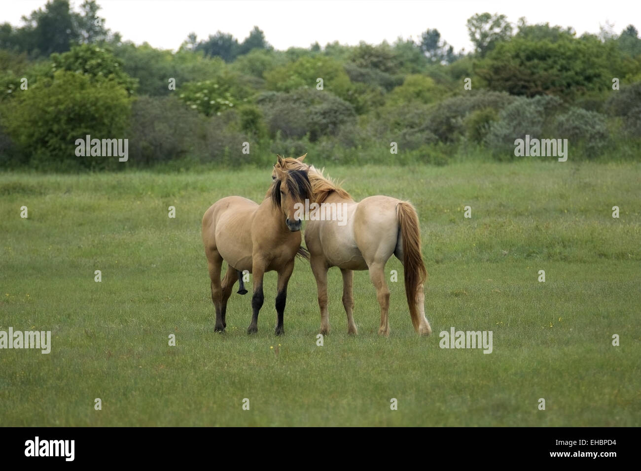 Cheval de henson hi-res stock photography and images - Alamy