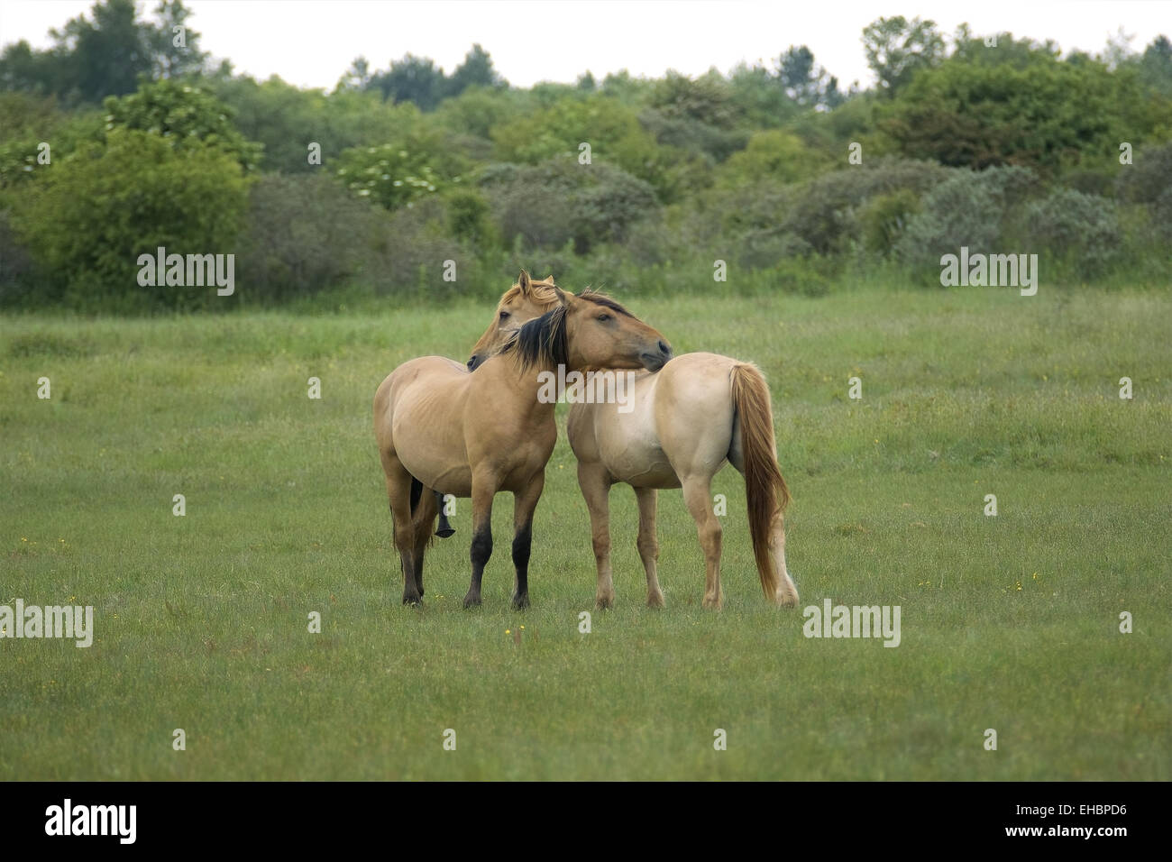 Cheval henson hi-res stock photography and images - Alamy
