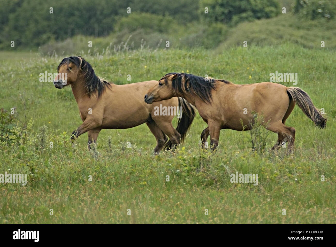 Cheval de henson hi-res stock photography and images - Alamy