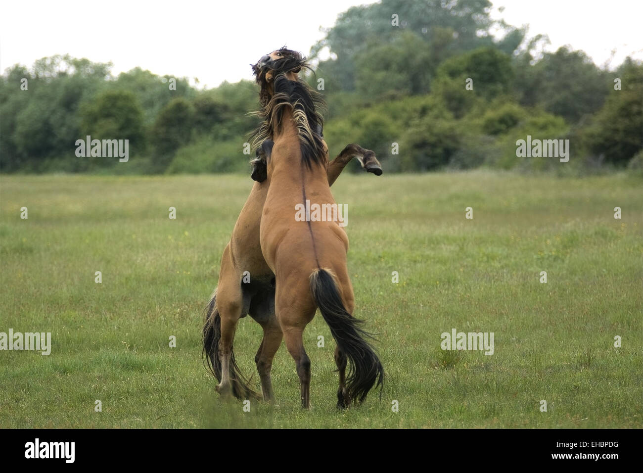 Henson pferd hi-res stock photography and images - Alamy