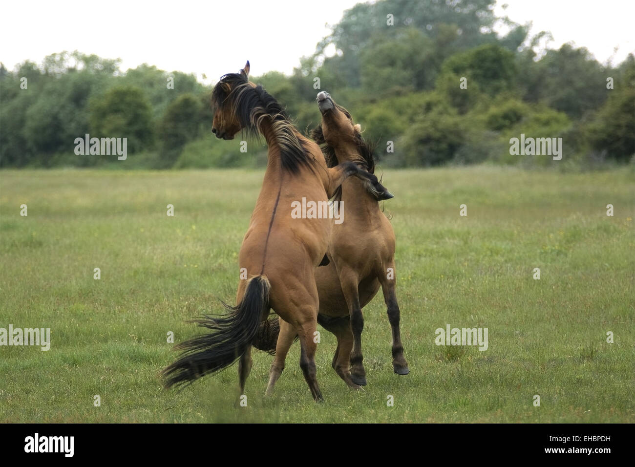 Cheval de henson hi-res stock photography and images - Alamy
