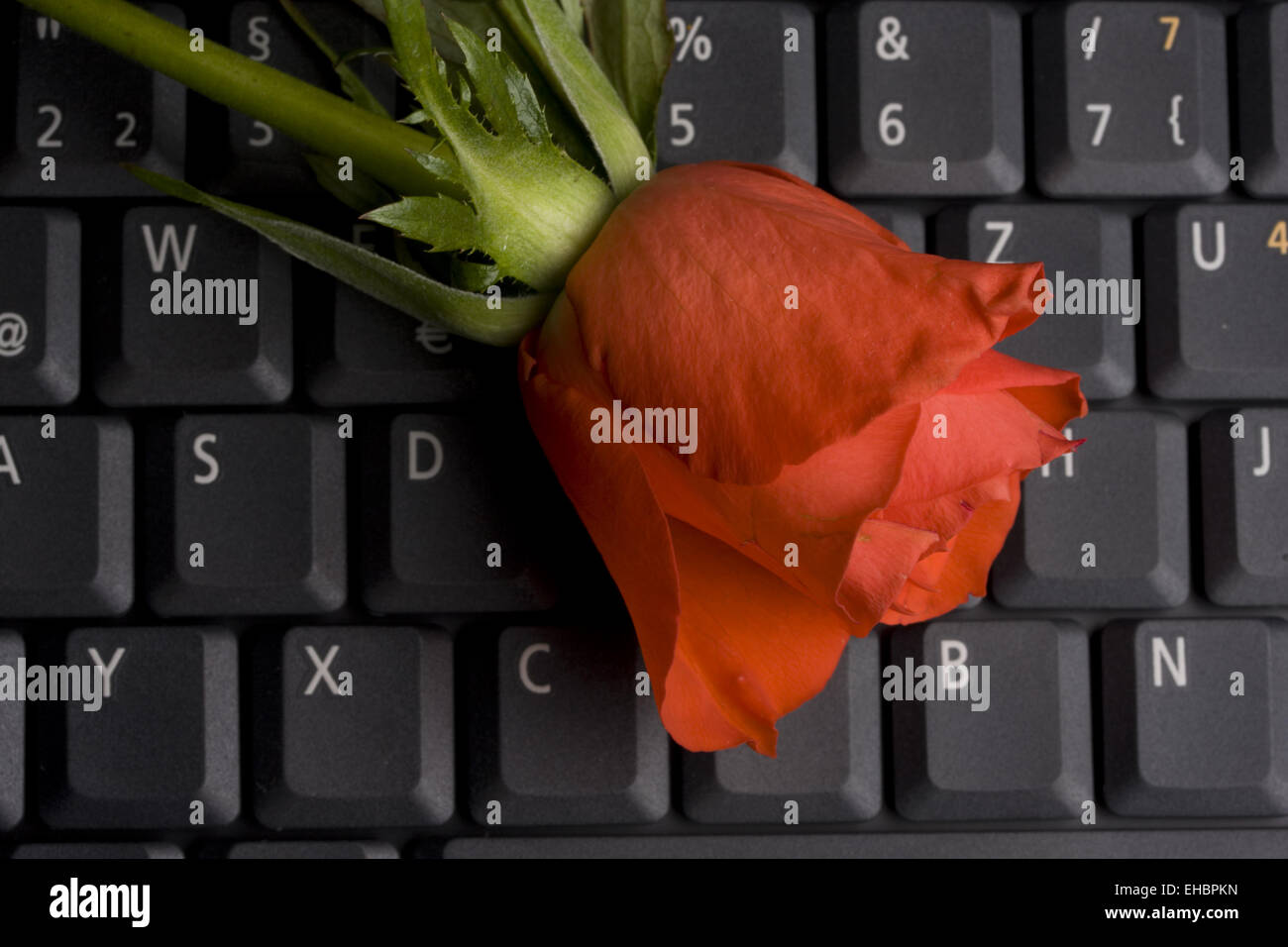 Red rose on laptop computer hi-res stock photography and images - Alamy