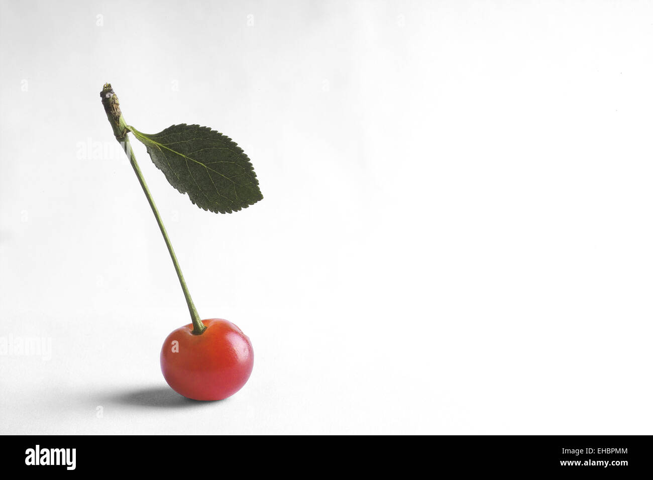 One cherry with handle and plant sheet before whit Stock Photo - Alamy