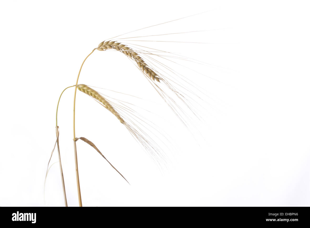 Single wheat hi-res stock photography and images - Alamy