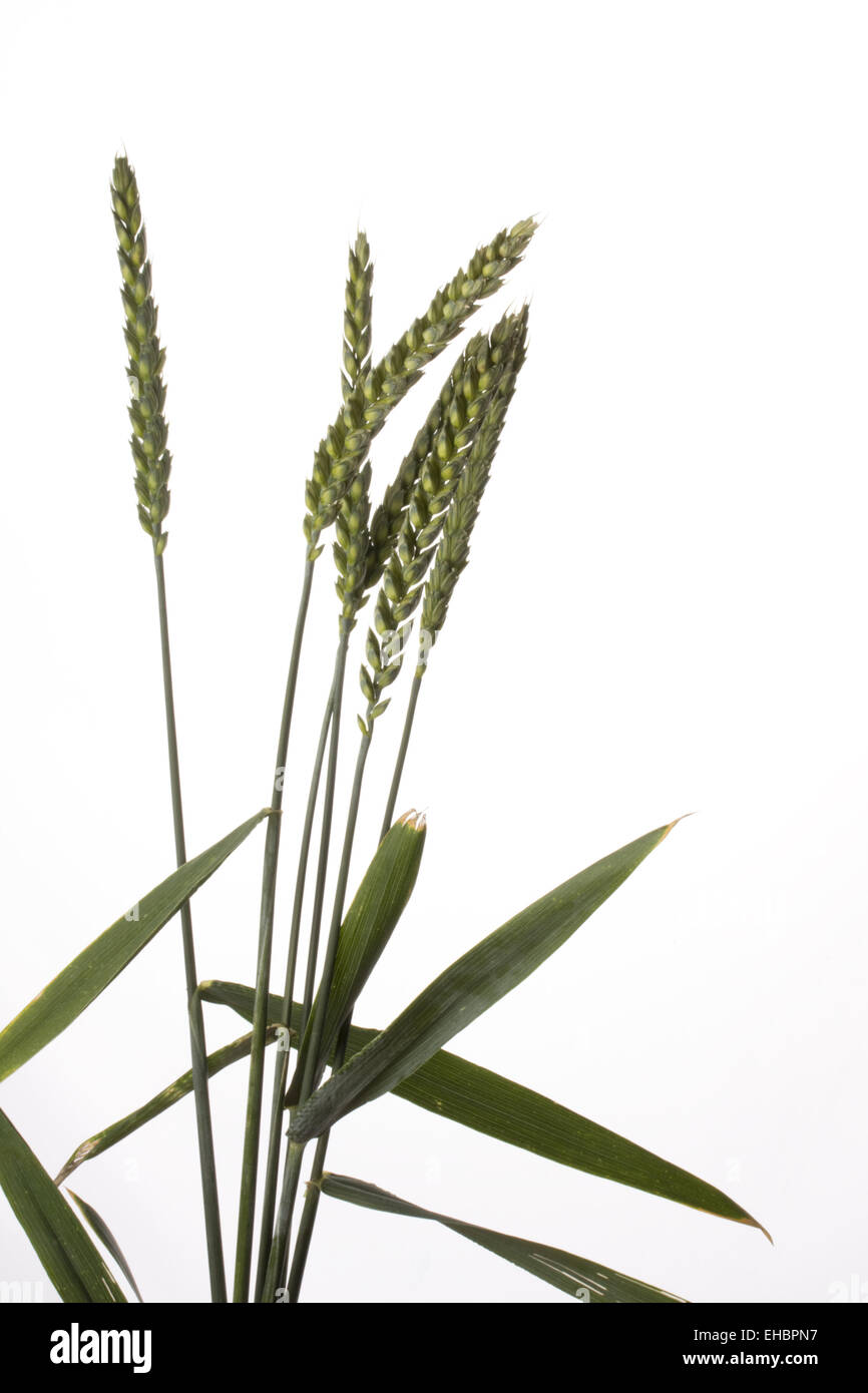 single wheat plants on a white background Stock Photo - Alamy