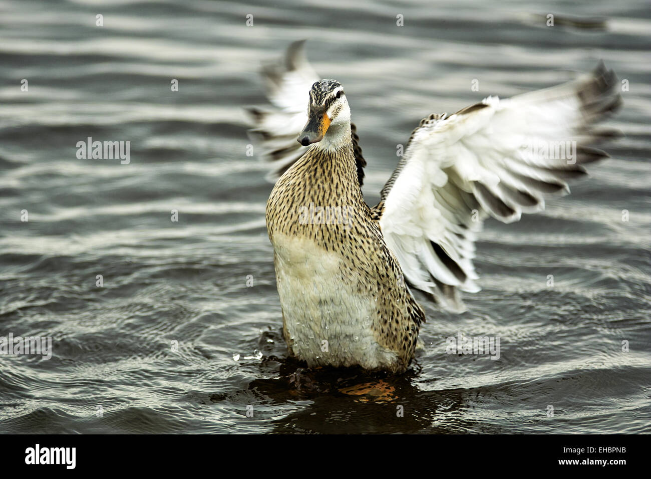 Water wing hi-res stock photography and images - Alamy