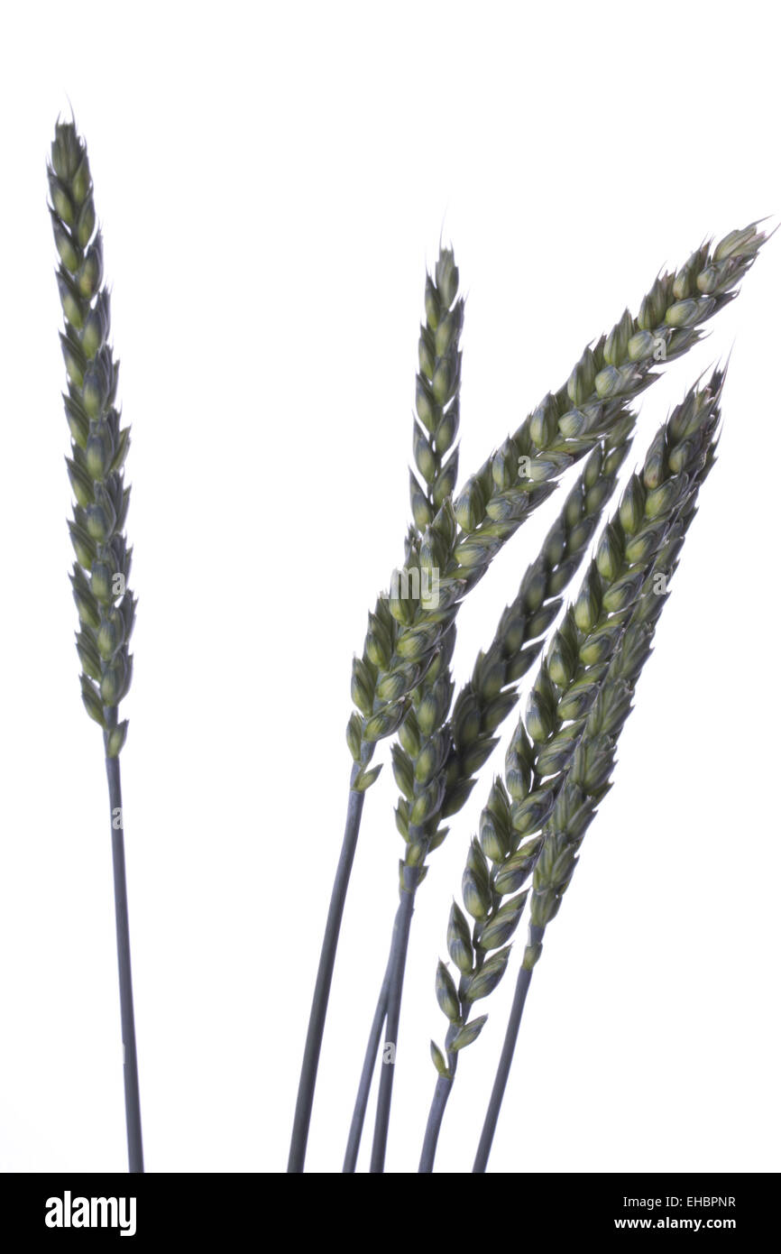 Single wheat plants hi-res stock photography and images - Alamy