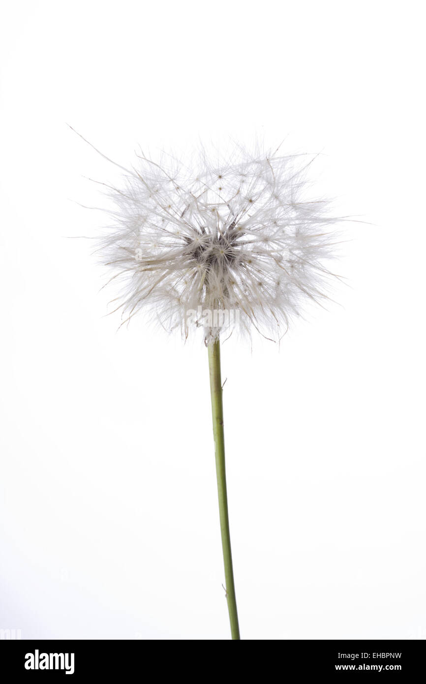 single dandelion on white background Stock Photo - Alamy