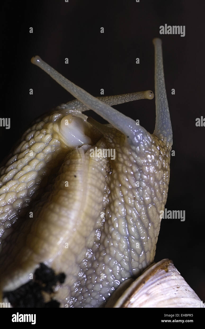 Snails mating hi-res stock photography and images - Alamy