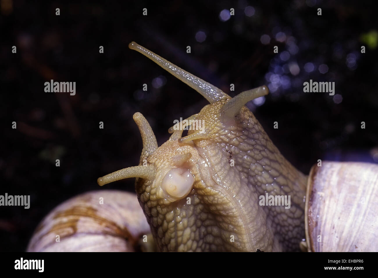 Snails mating hi-res stock photography and images - Alamy