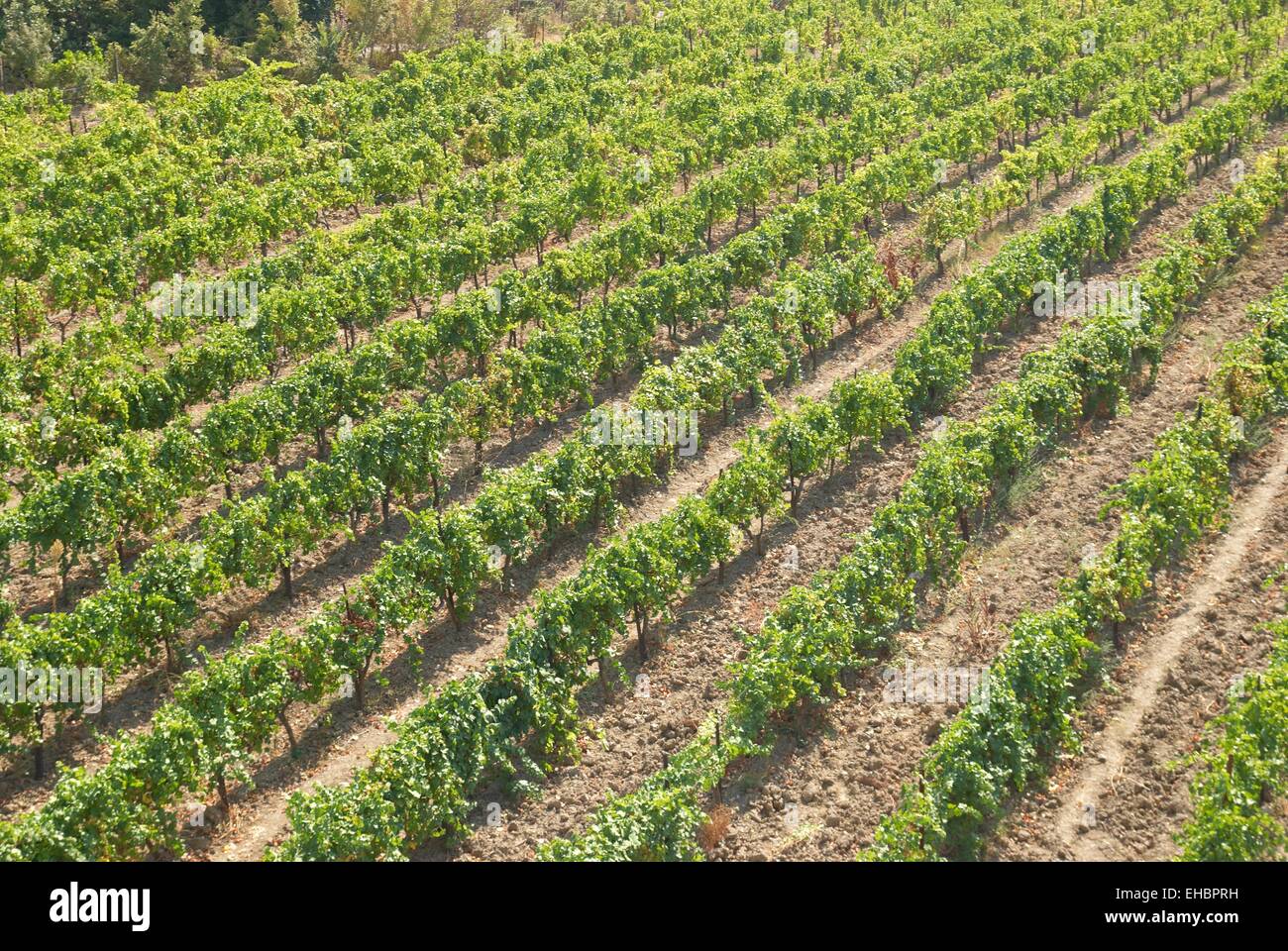 Vineyard- the green field with straight rows Stock Photo - Alamy