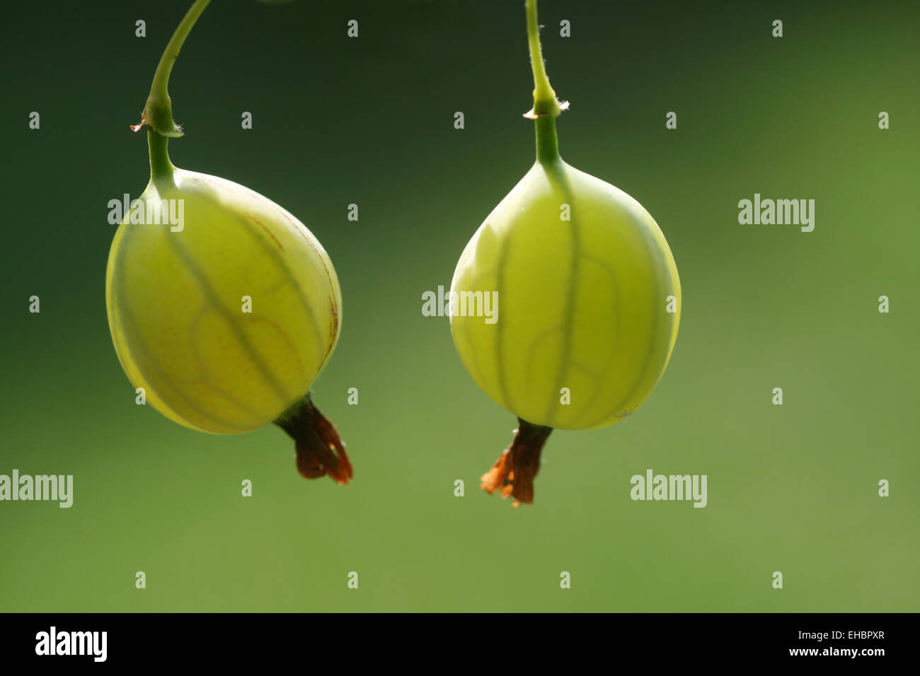 Stachelbeere gooseberry hi-res stock photography and images - Alamy