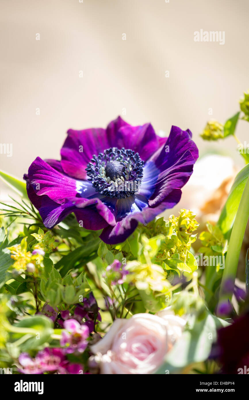 Purple Anemone coronaria or Poppy Anemone Flower Stock Photo - Alamy