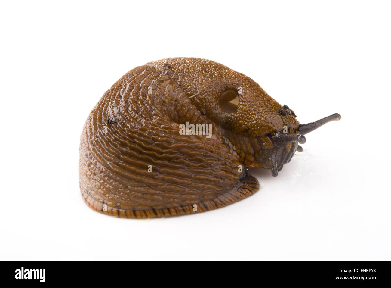 a slug on white background Stock Photo - Alamy